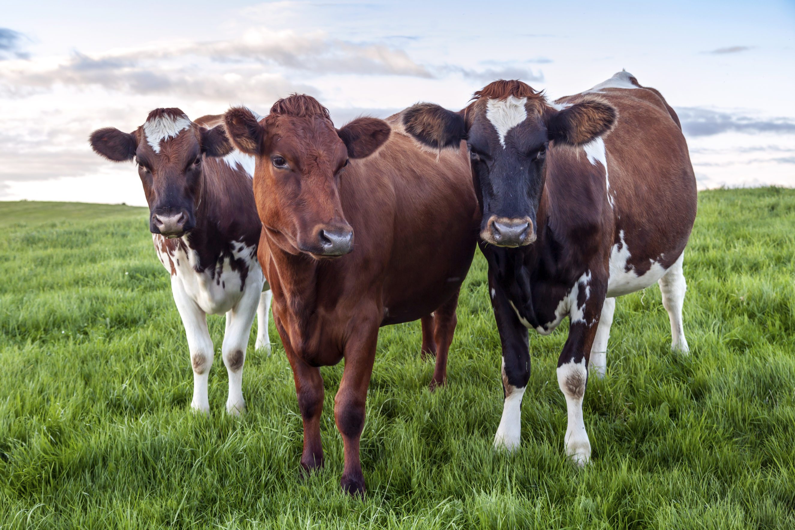 Brown Swiss | Milk For Health