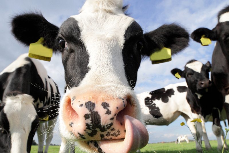 On the Farm | Milk For Health | Western New York