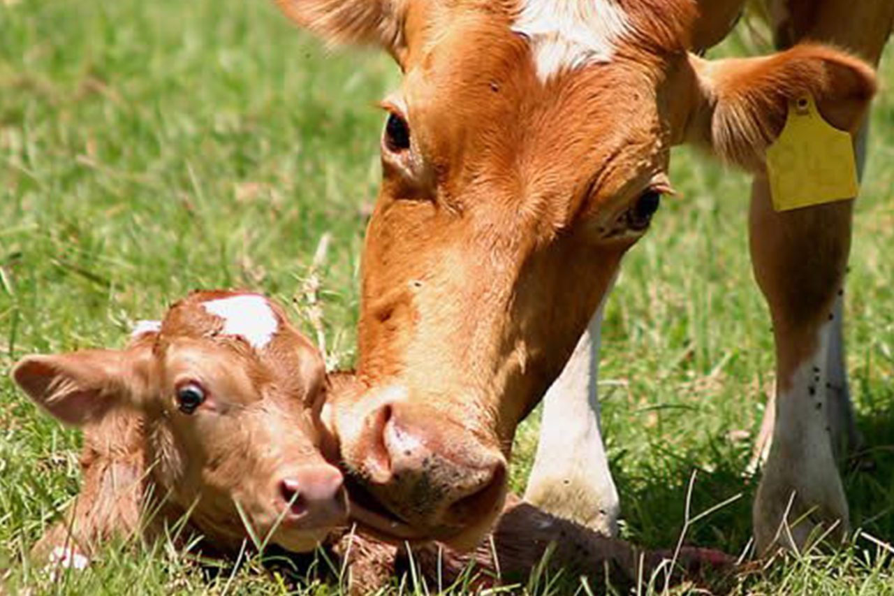 Guernsey | Milk For Health