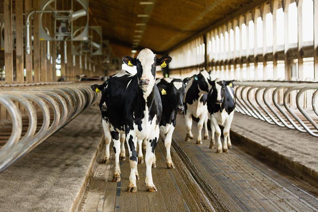 Holstein | Milk For Health