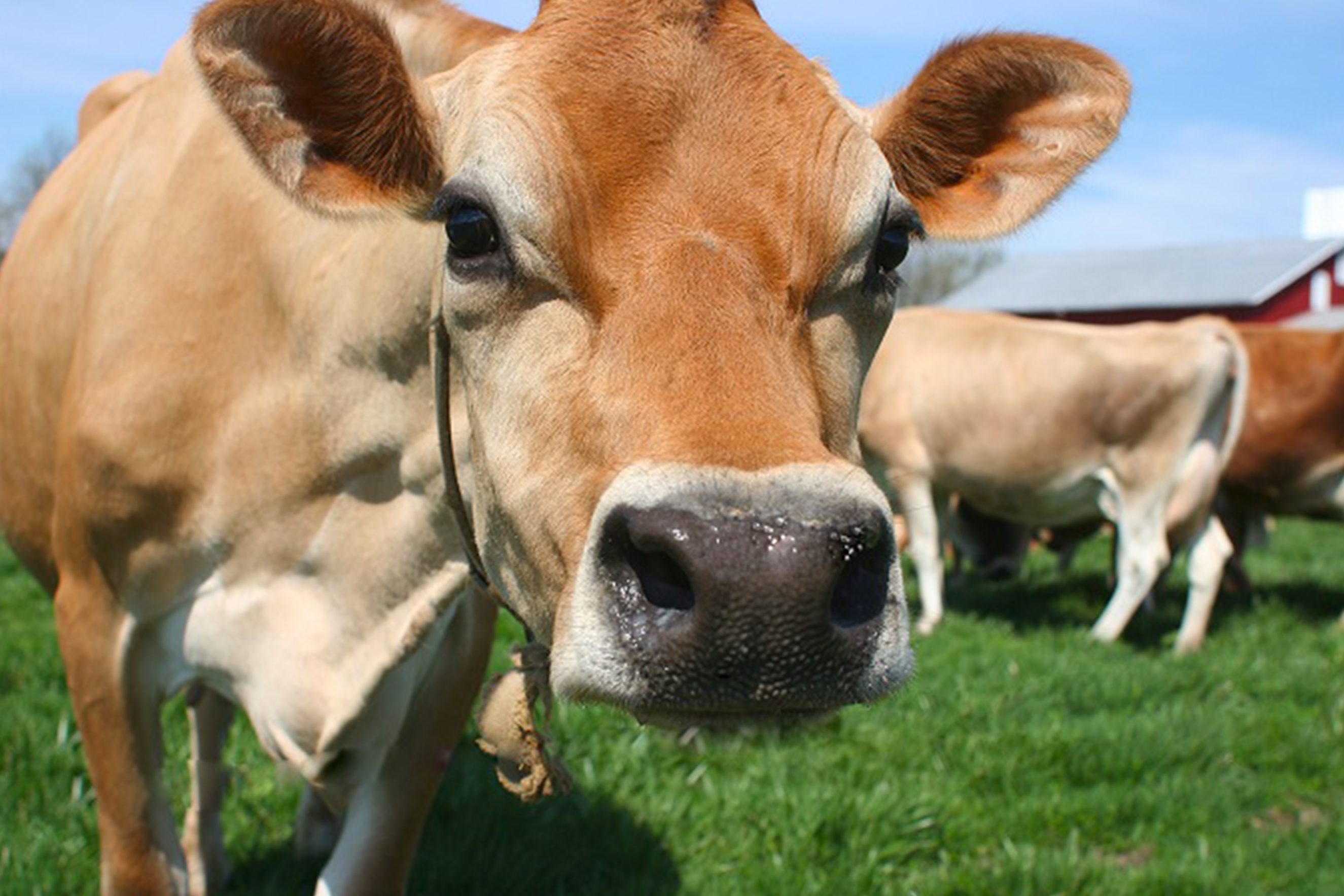 Jersey | Milk For Health